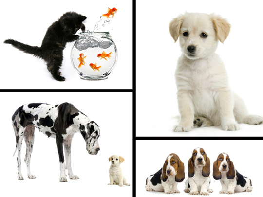 Digital Collages/Photo Montage/Photo Mosaics on Canvas, Photo to art ...